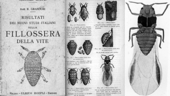 C’era una volta la Fillossera: breve storia (non autoreferenziale) di ...